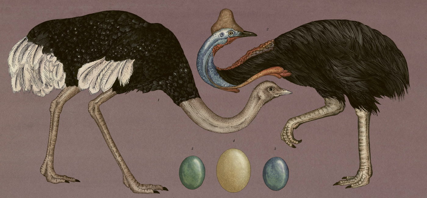 Big Picture Press celebrates 10 years of extraordinary illustrated ...